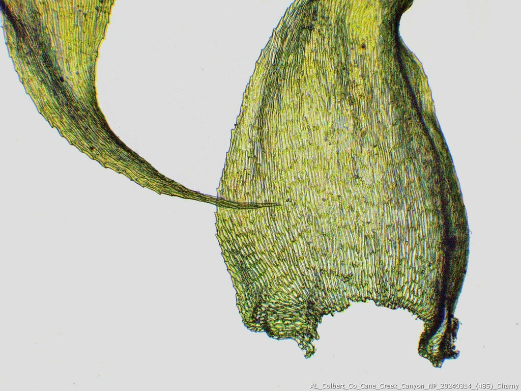 Comb-moss from Cane Creek Canyon, Colbert County, AL, USA on March 14 ...