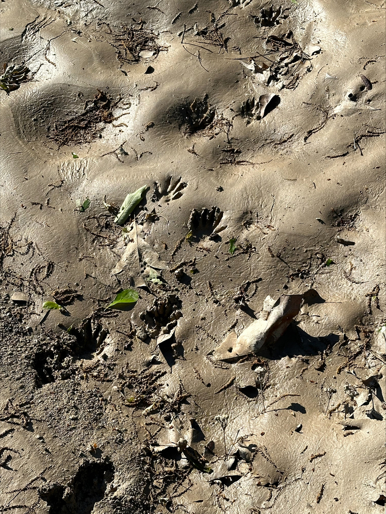 Common Raccoon from Howell Community Park, 5509 Winbourne Ave, Baton ...