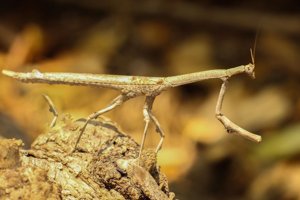 Aethalochroa from Haji Murad Jafar Village Gadap Town, Karachi, Karachi ...