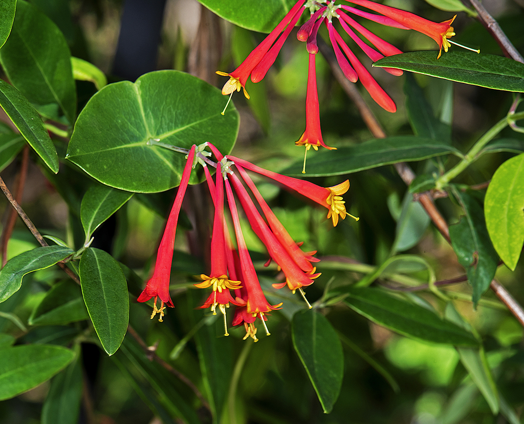 coral honeysuckle from Canyon Lake, TX, USA on March 22, 2024 at 02:33 ...