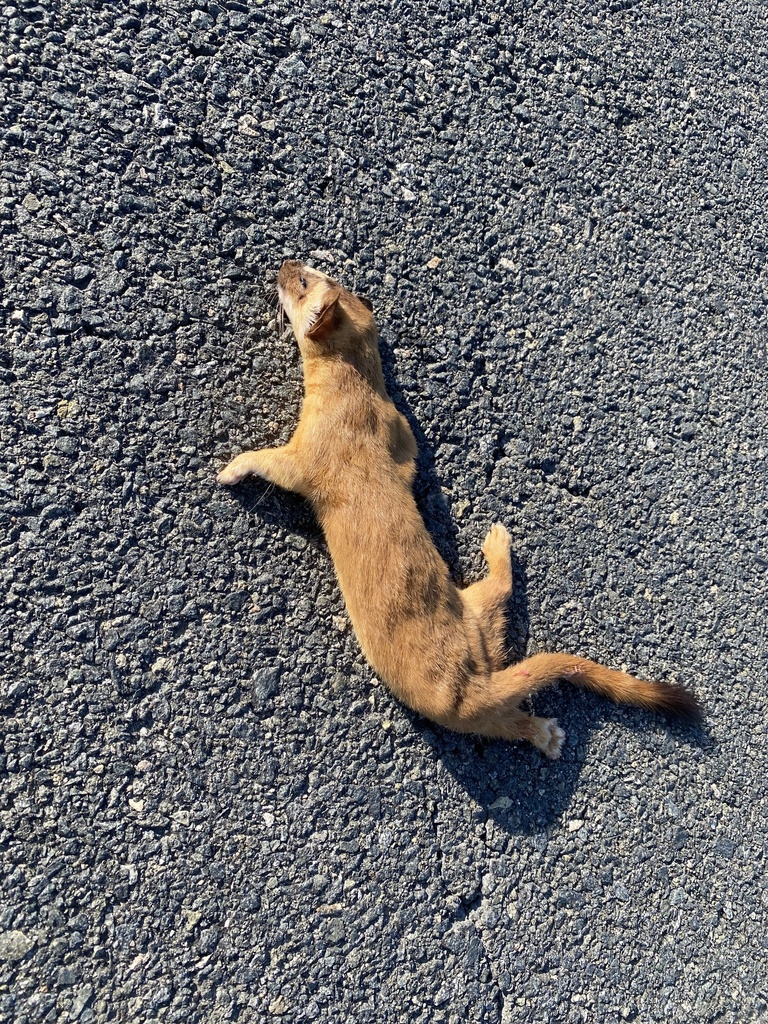 Long-tailed Weasel from CA-79, Warner Springs, CA, US on March 21, 2024 ...