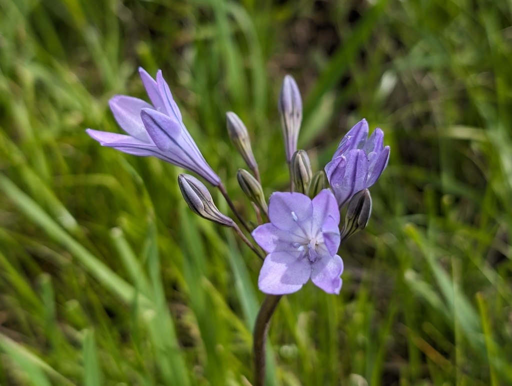 Ithuriel's Spear in March 2024 by Ken-ichi Ueda · iNaturalist