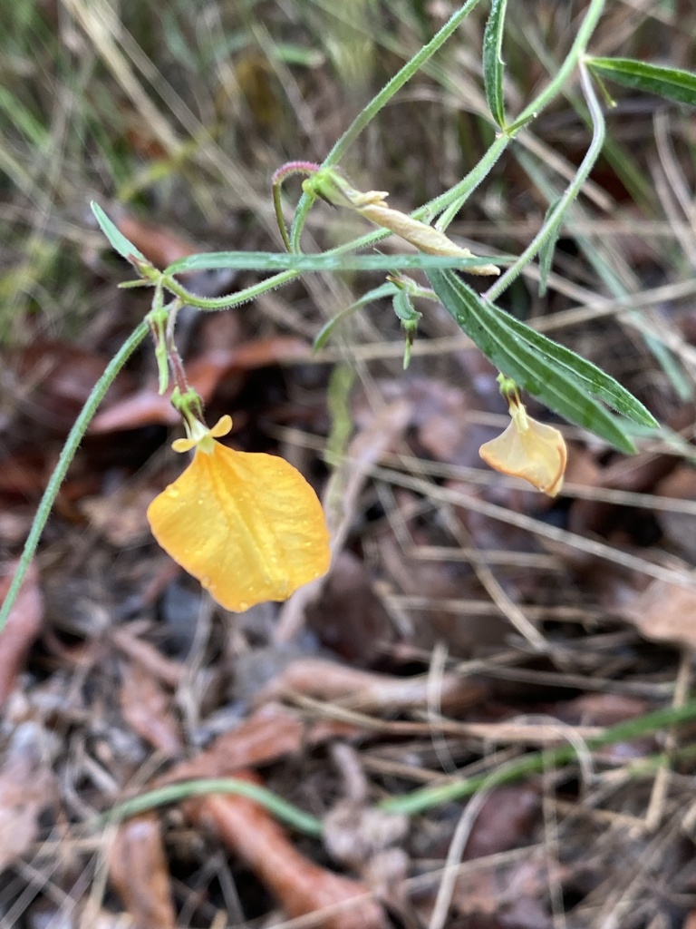 spade flower from Cania Gorge National Park, Cania, QLD, AU on March 22 ...