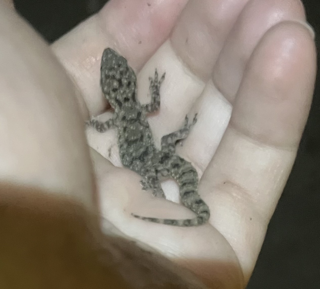 Spotted House Gecko from Howell Park, Baton Rouge, LA, US on March 22 ...
