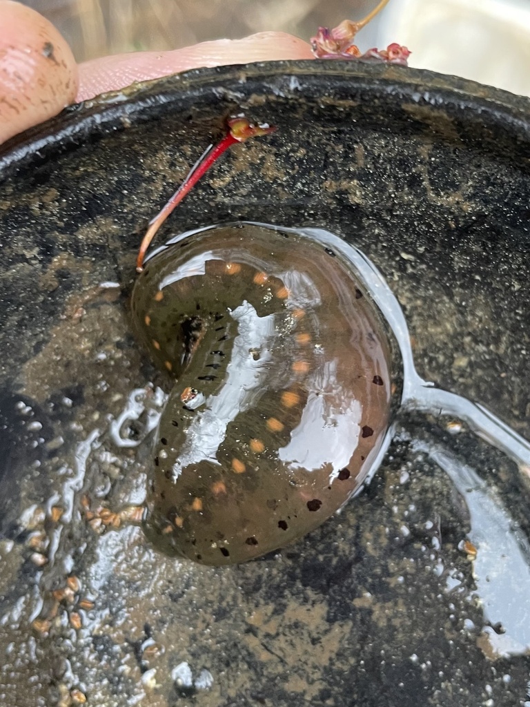 North American Medicinal Leech from Landrum, SC, US on March 22, 2024 ...
