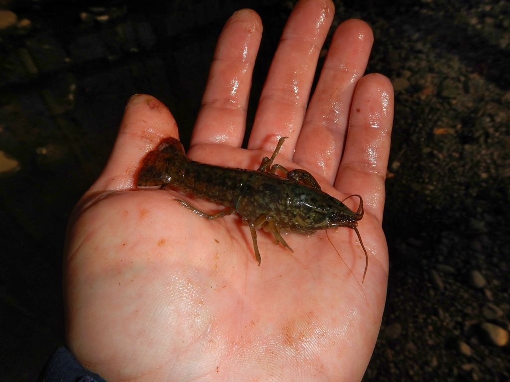 White River Crayfish from Parsippany, NJ 07054, USA on March 22, 2024 ...