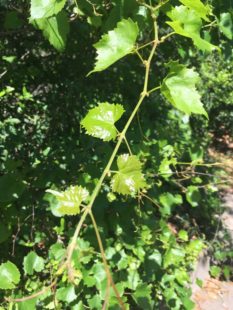 grapevines from 108 Wild Basin Rd S, Austin, TX, US on April 26, 2019 ...