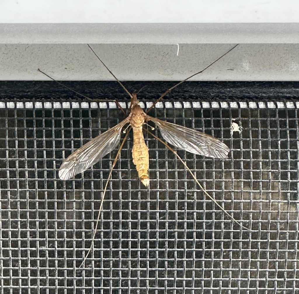 Common Crane Flies from S West St, Arlington, TX, US on March 22, 2024 ...