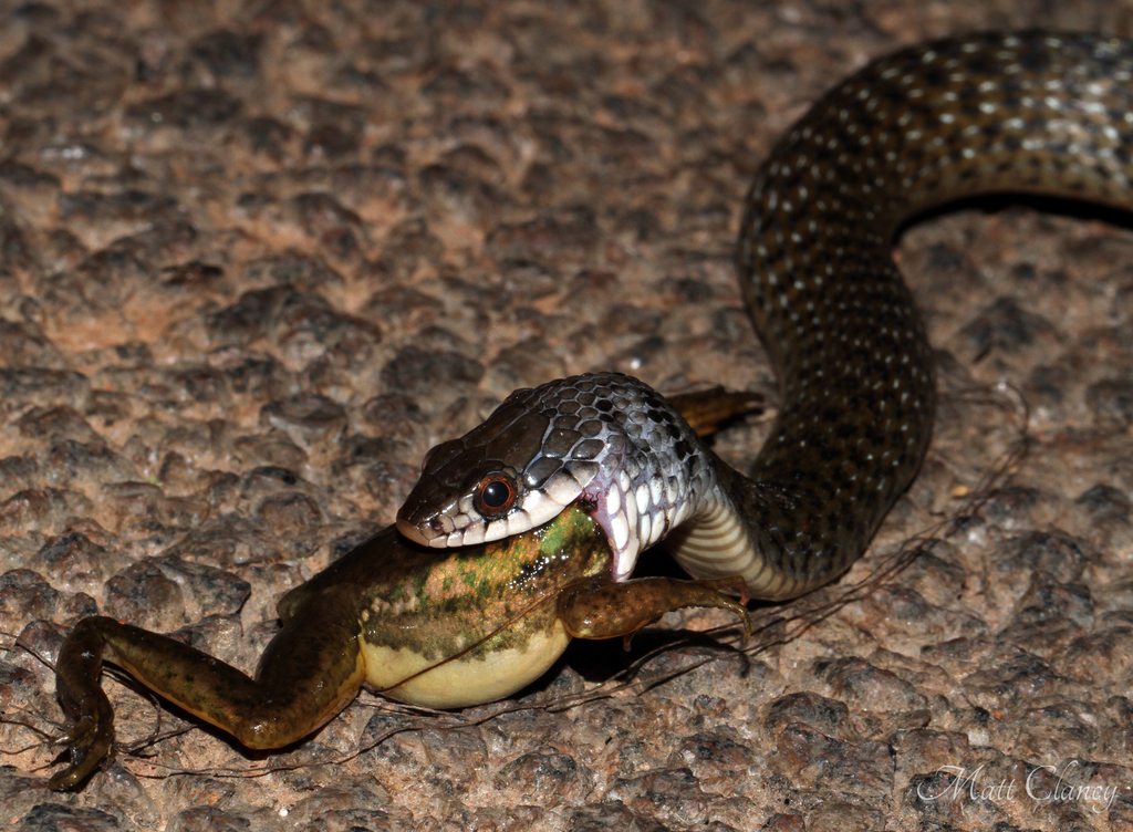 Mair's Keelback (Cooloola Bioblitz Animals minus Birds) · iNaturalist