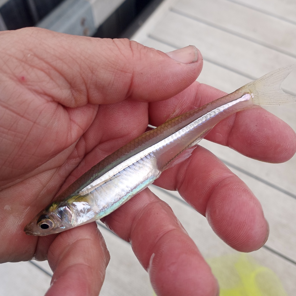 Atlantic Silverside from Caroline, Maryland, United States on March 22 ...