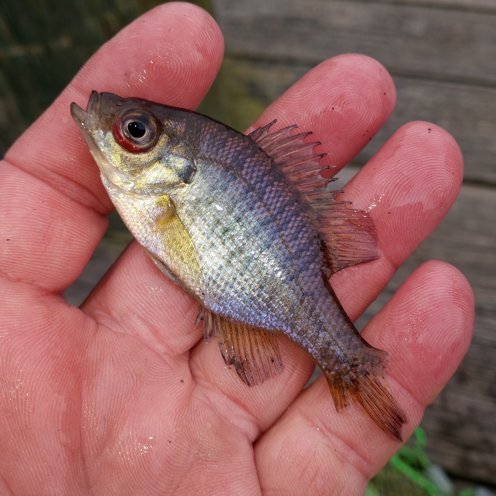 Bluegill from Federalsburg, MD 21632, USA on March 22, 2024 at 03:44 PM ...