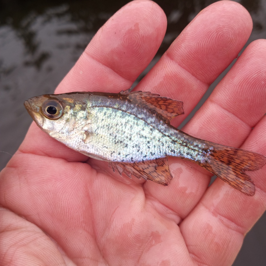 Black Crappie from Federalsburg, MD 21632, USA on March 22, 2024 at 03:47 PM by Wayne Longbottom ...