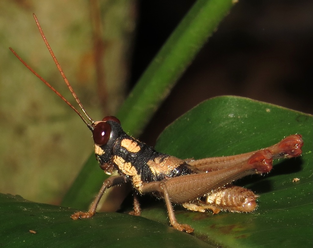 Episomacris from Manú Province, Peru on November 6, 2014 at 11:34 AM by ...