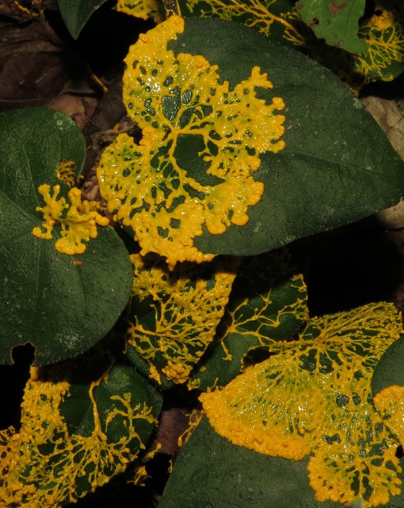 Physaraceae from Manú Province, Peru on November 6, 2014 at 05:42 PM by ...