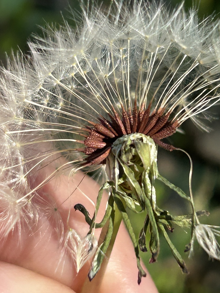 red-seeded dandelion from Jollyville Rd, Austin, TX, US on March 22 ...