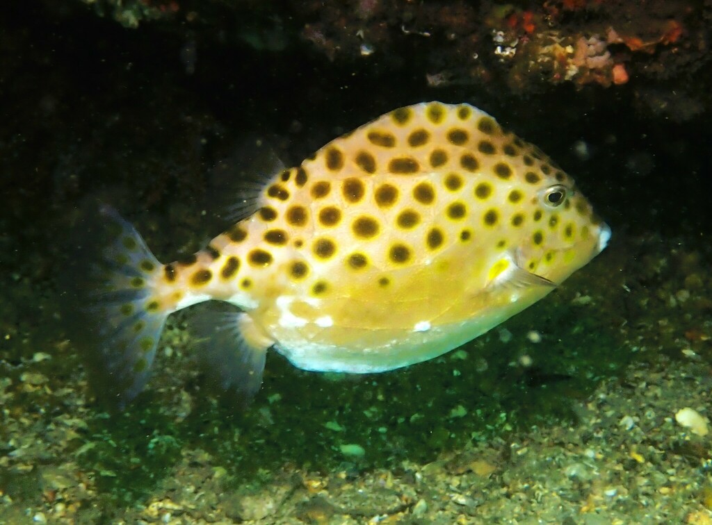 Eastern Smooth Boxfish from Sydney NSW, Australia on March 11, 2024 at ...