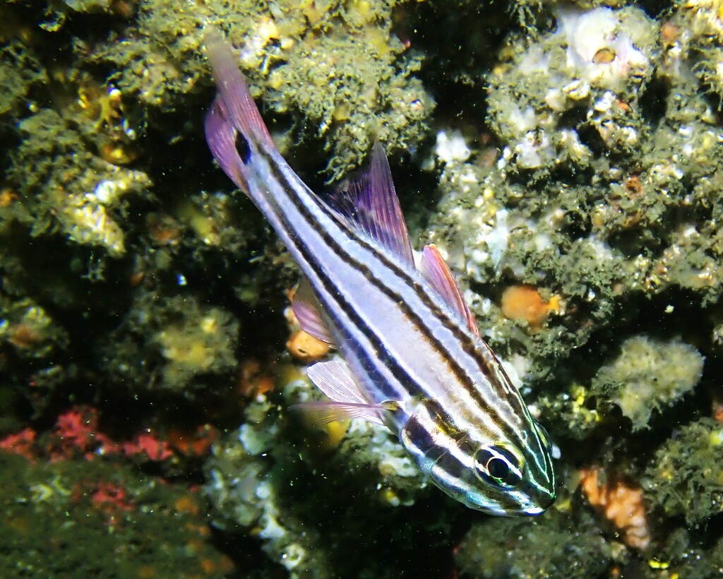 Sydney Cardinalfish from Sydney NSW, Australia on March 8, 2024 at 01: ...