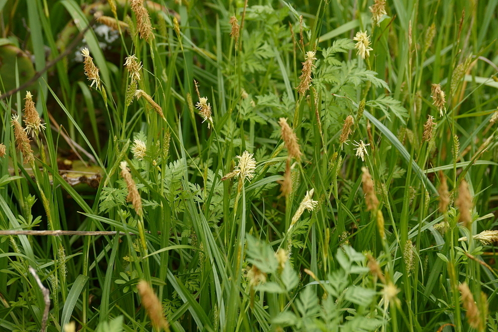 sedges from Cedar Ridge Nature Preserve, Dallas County, TX on March 30 ...