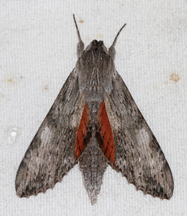 Obscure Sphinx from Edwards County, TX, USA on October 10, 2023 at 08: ...