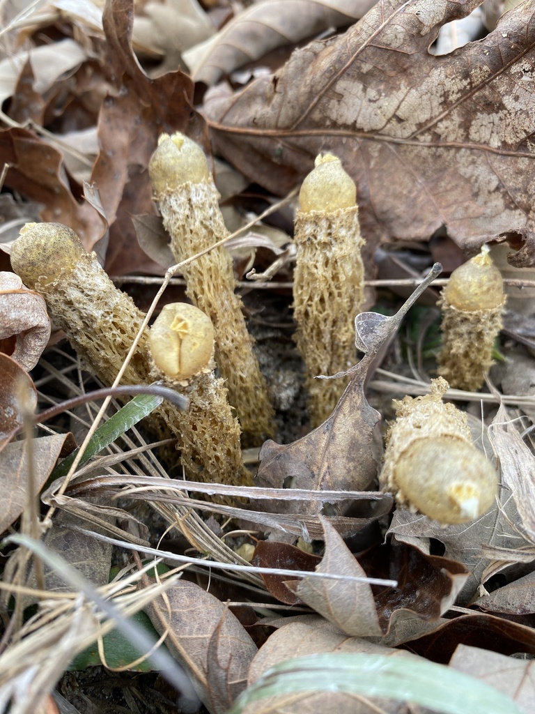 Collared Calostoma from Fort Walker, Bowling Green, VA, US on March 22 ...