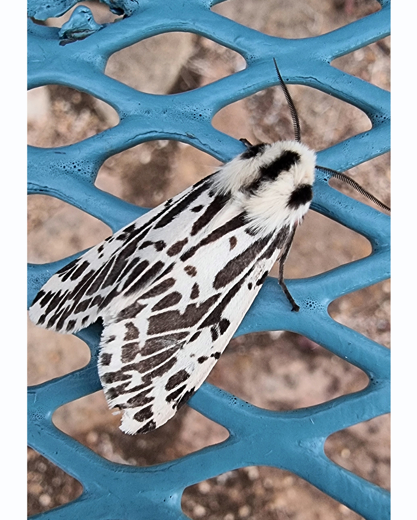 black-and-white tiger moth from Mandurang VIC 3551, Australia on March ...