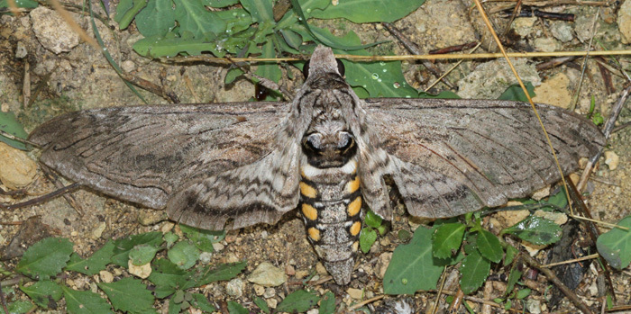 Five-spotted Hawk Moth from Edwards County, TX, USA on October 3, 2023 ...