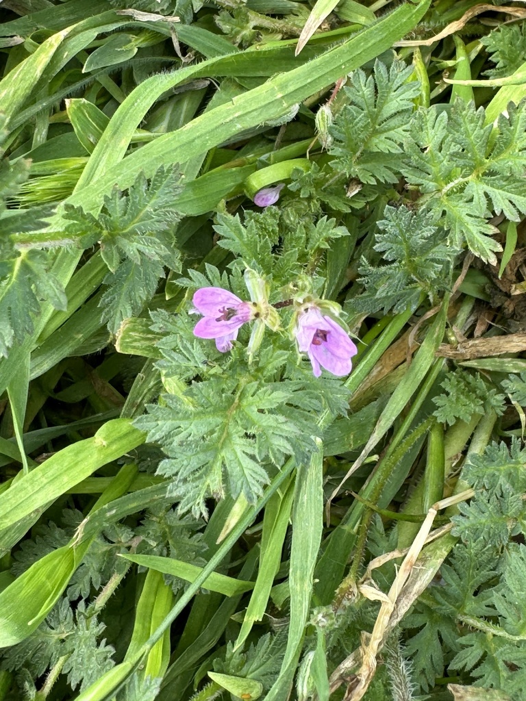 Redstem Stork's-bill from W Church St, Lewisville, TX, US on March 22 ...