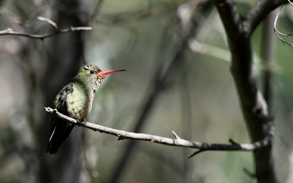 Gilded Hummingbird from Constitución, Santa Fe, Argentina on March 21 ...