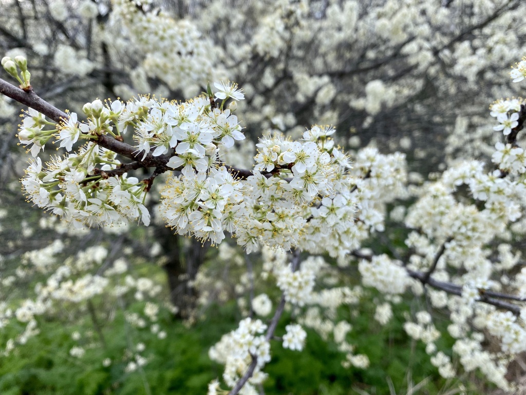 American plum from Rutledge - Wilson Farm Park, Springfield, MO, US on ...