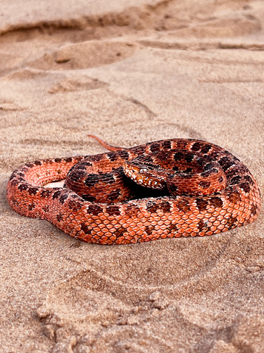 Cerrado Lancehead (Bothrops lutzi) - Snakes and Lizards