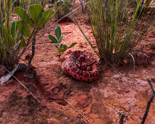 Cerrado Lancehead (Bothrops lutzi) - Snakes and Lizards