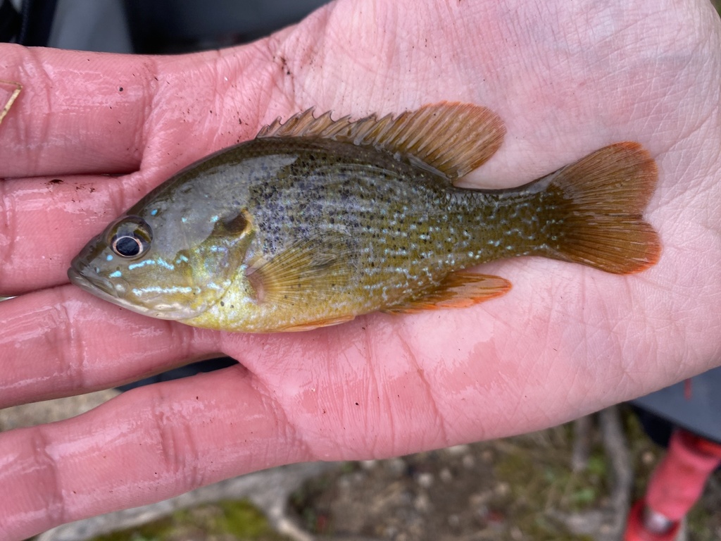 Green Sunfish from Little Patuxent Pkwy, Columbia, MD, US on March 22 ...