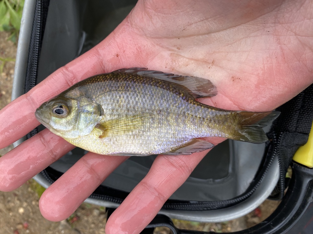 Bluegill from Little Patuxent Pkwy, Columbia, MD, US on March 22, 2024 ...