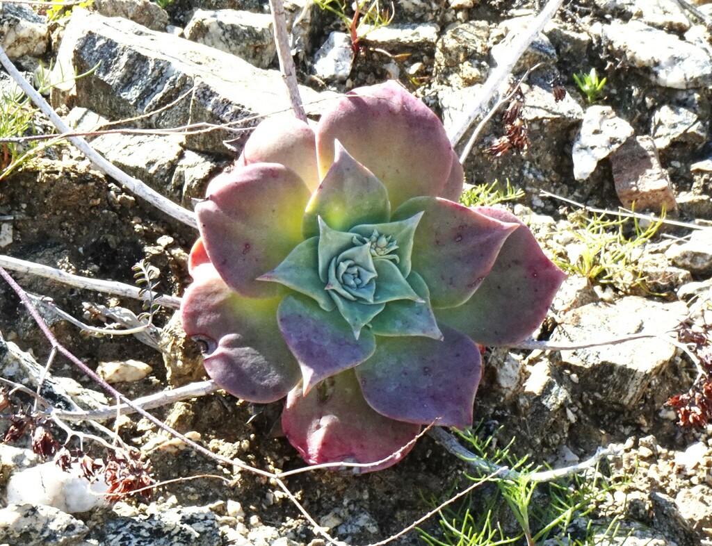 Arizona chalk dudleya from Santa Rosa Wildlife Area, Riverside ...