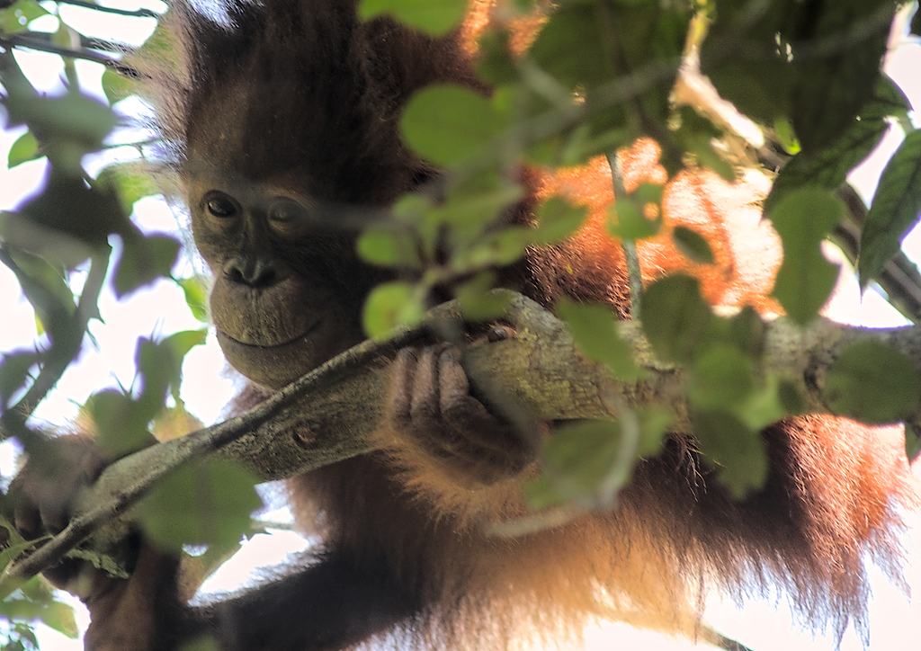 Southwest Bornean Orangutan in August 2006 by Jérôme Bosset · iNaturalist