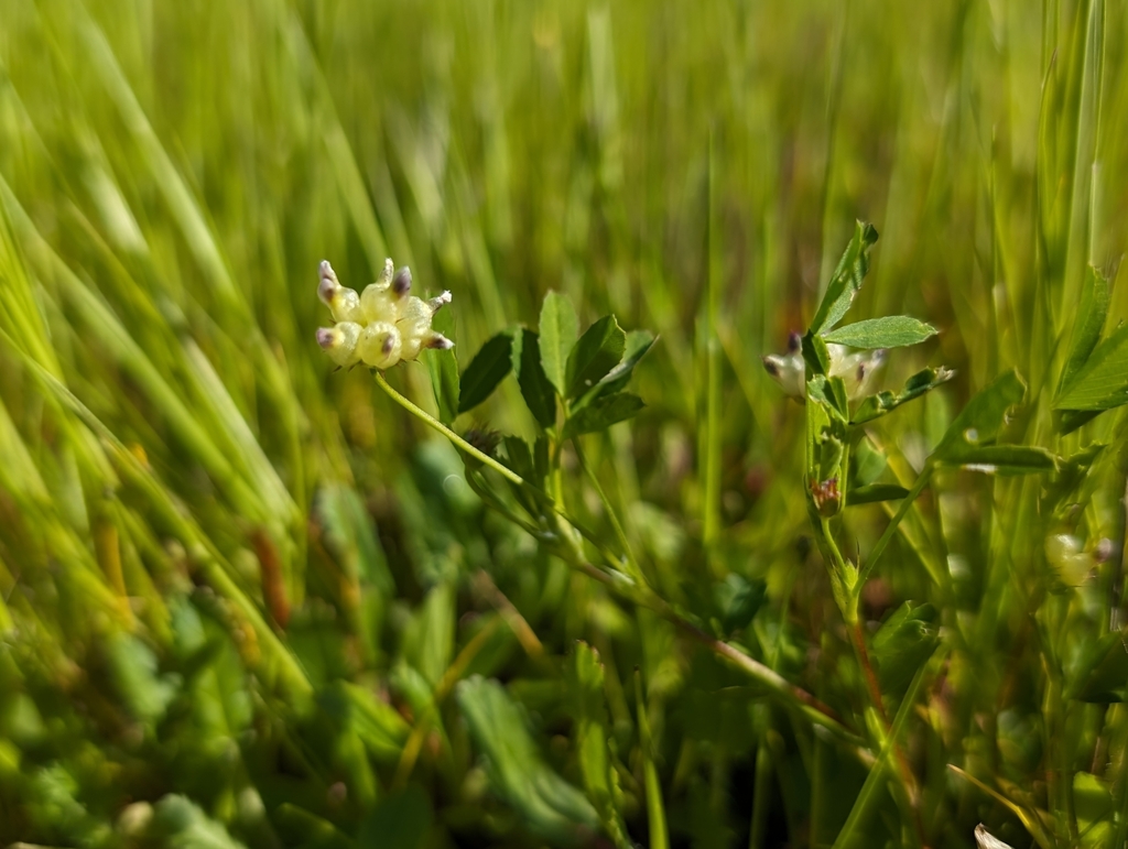 cowbag clover in March 2024 by Ken-ichi Ueda · iNaturalist