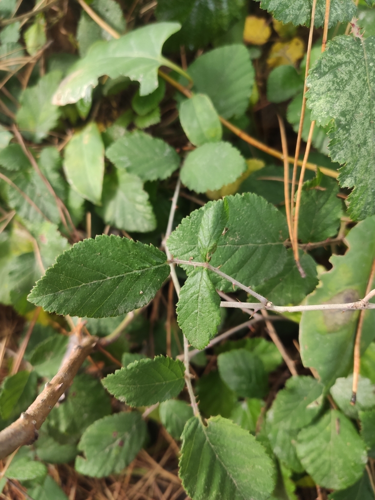 elmleaf blackberry from 4090340 Concepción, Bío Bío, Chile on March 20 ...