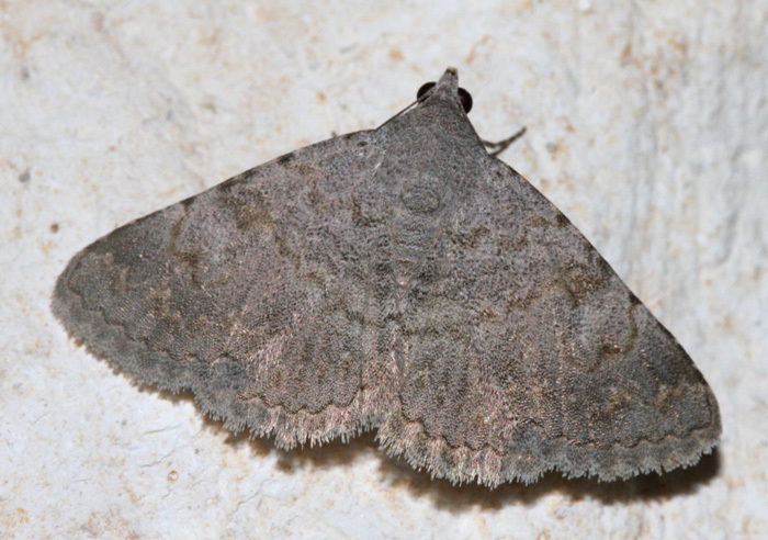 Toxonprucha volucris from Edwards County, TX, USA on October 3, 2023 at ...