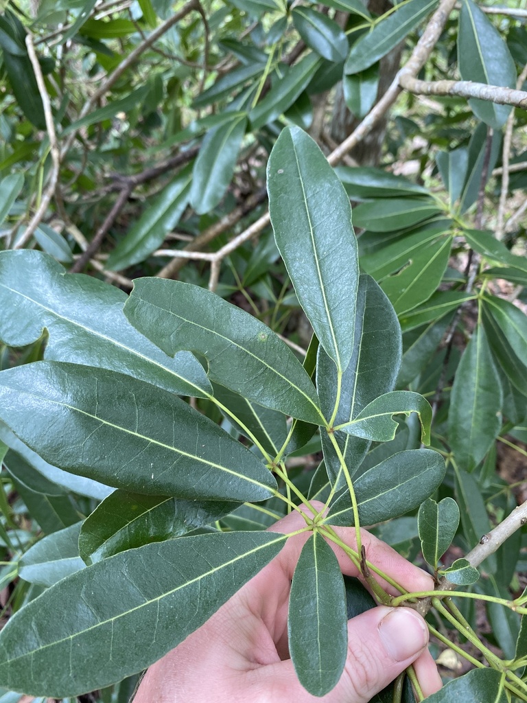 Pink Trumpet-tree from Waterfall Rd, Nambour, QLD, AU on March 23, 2024 ...