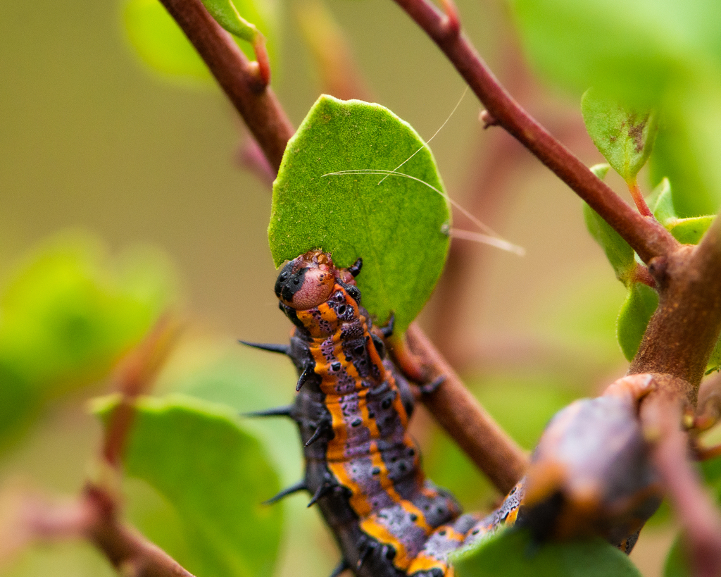 Butterflies and Moths from Valparaiso, Valparaíso, Chile on March 20 ...