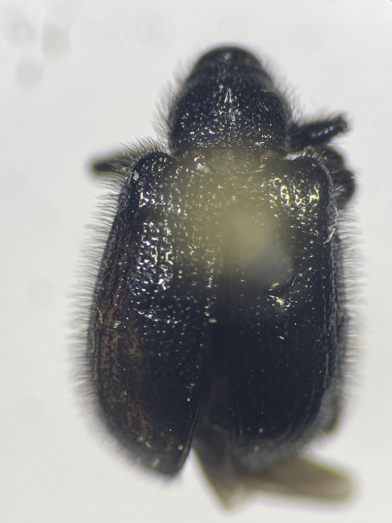 Cucujiform Beetles from The I-20 Wildlife Preserve & Jenna Welch Nature ...