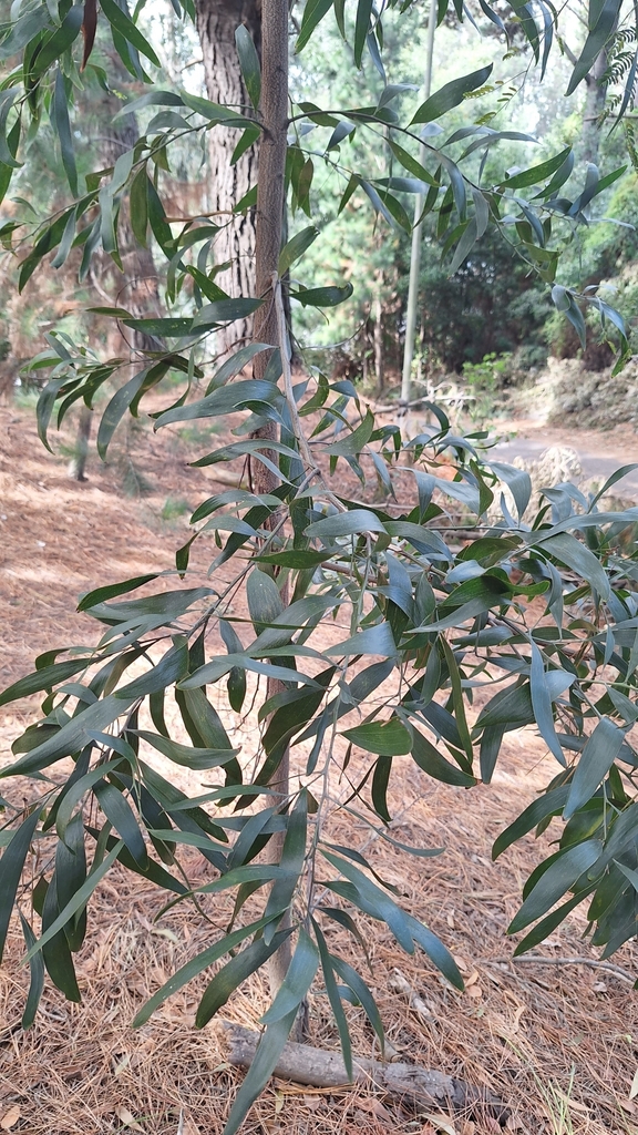 blackwood from 4090340 Concepción, Bío Bío, Chile on March 22, 2024 at ...