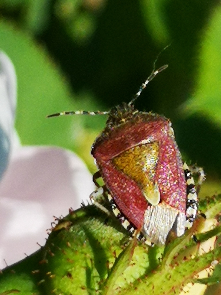 Sloe Bug from 61170 Le Mêle-sur-Sarthe, France on May 20, 2020 at 05:03 ...