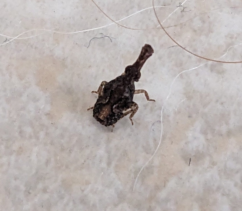 Hastini from Phyllis St, South Lismore, NSW, AU on March 23, 2024 at 10 ...