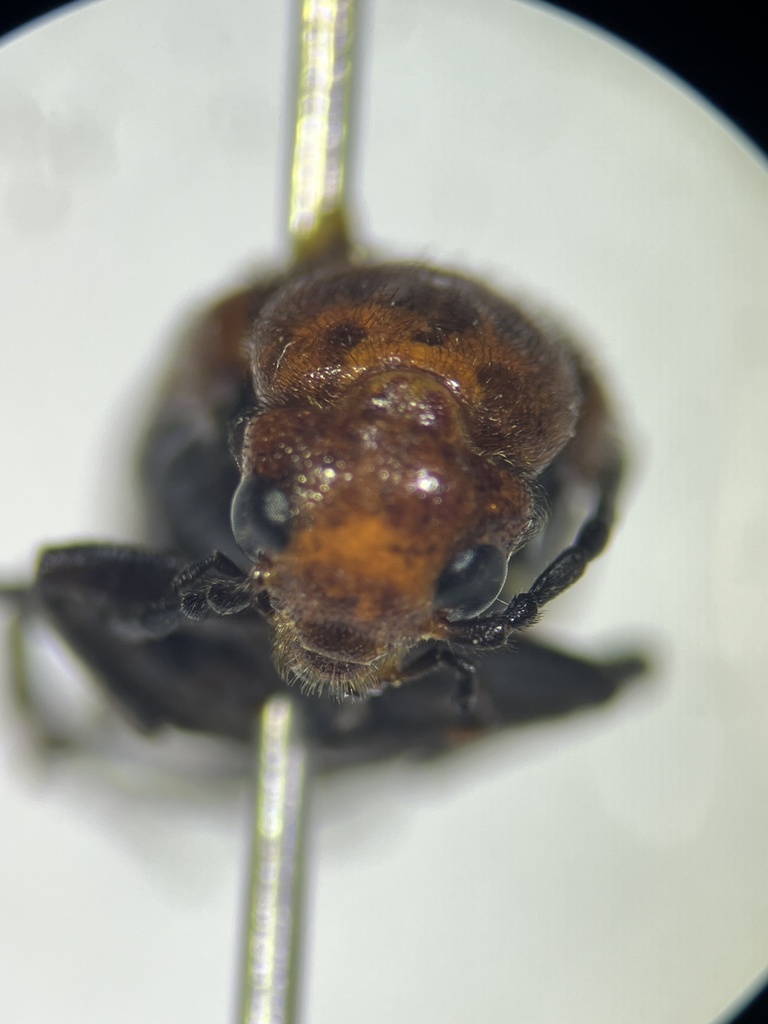 Cucujiform Beetles from The I-20 Wildlife Preserve & Jenna Welch Nature ...