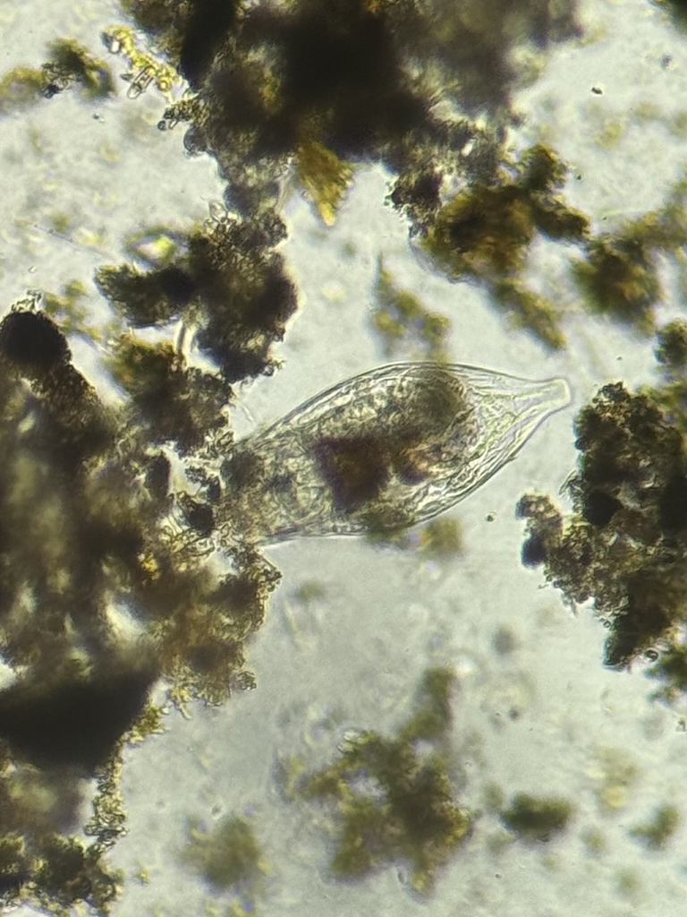 Notholca from Hess Recreation Area, Danville, PA, US on March 22, 2024 ...