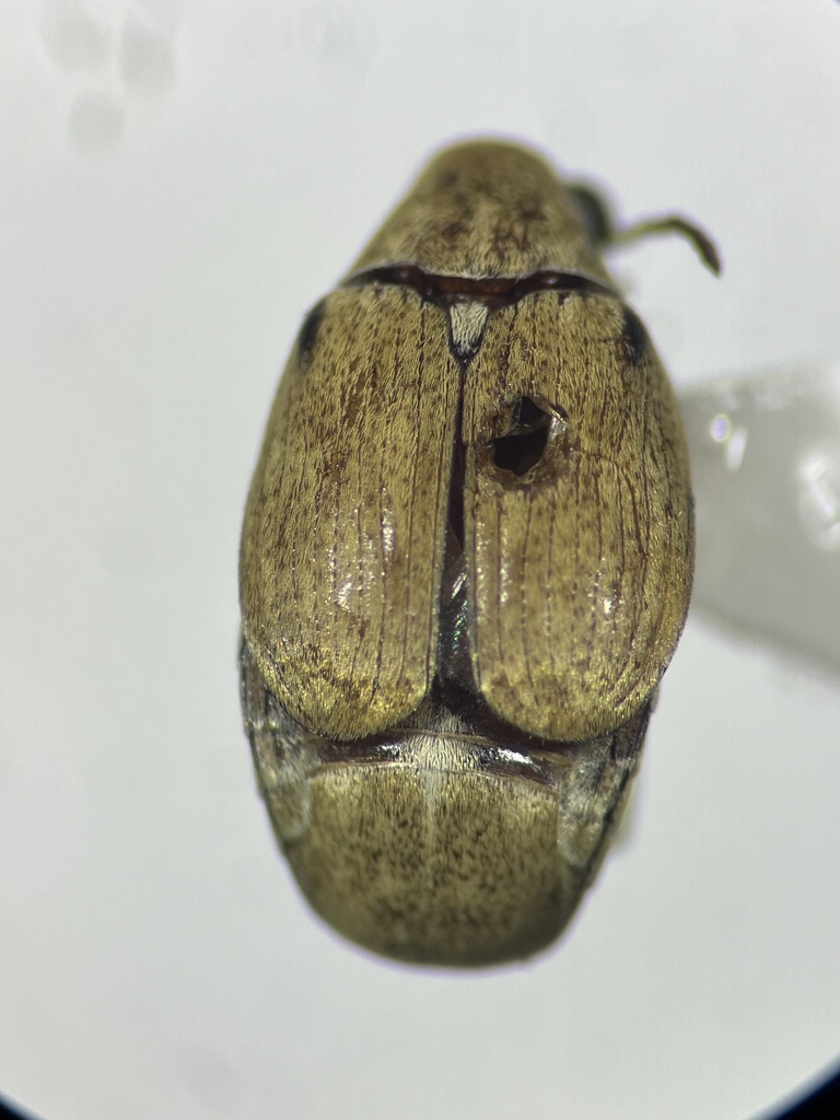 Water, Rove, Scarab, Long-horned, Leaf, and Snout Beetles from The I-20 ...