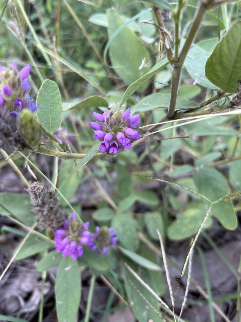 legumes from RAAF Base Tindal, Tindal, NT, AU on March 23, 2024 at 09: ...