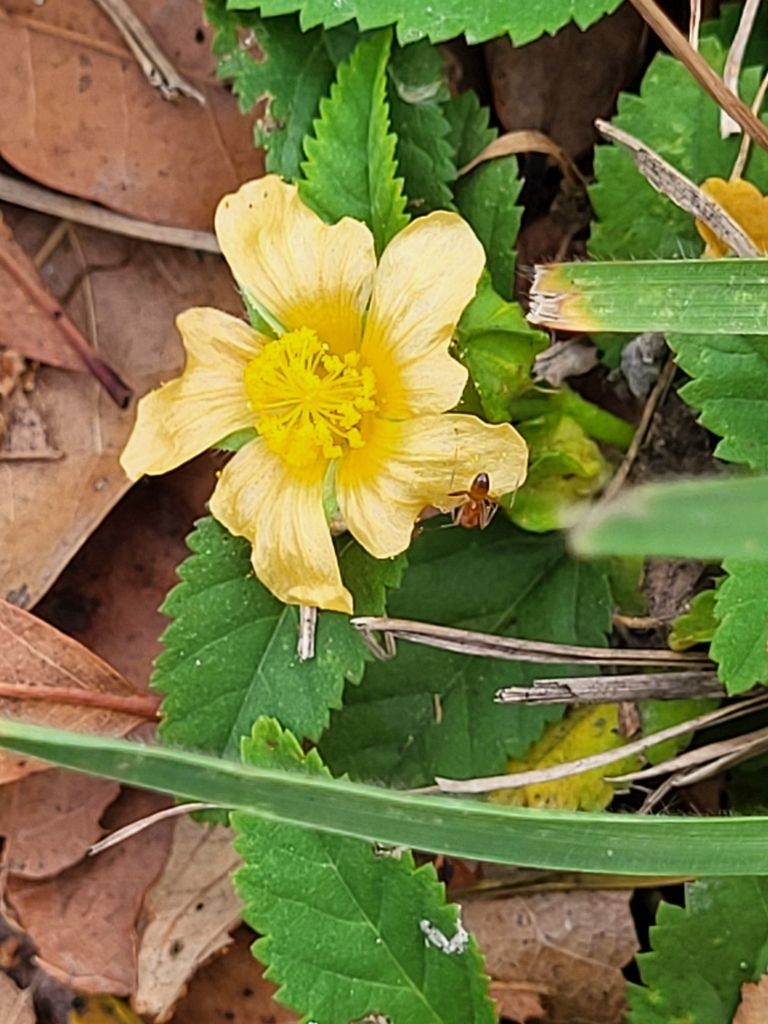 Common Fanpetals in March 2024 by V. Crouton. Separate entry for ant ...