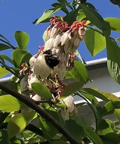 Blueberry Digger Bee from Columbia, MS 39429, USA on March 22, 2024 at ...